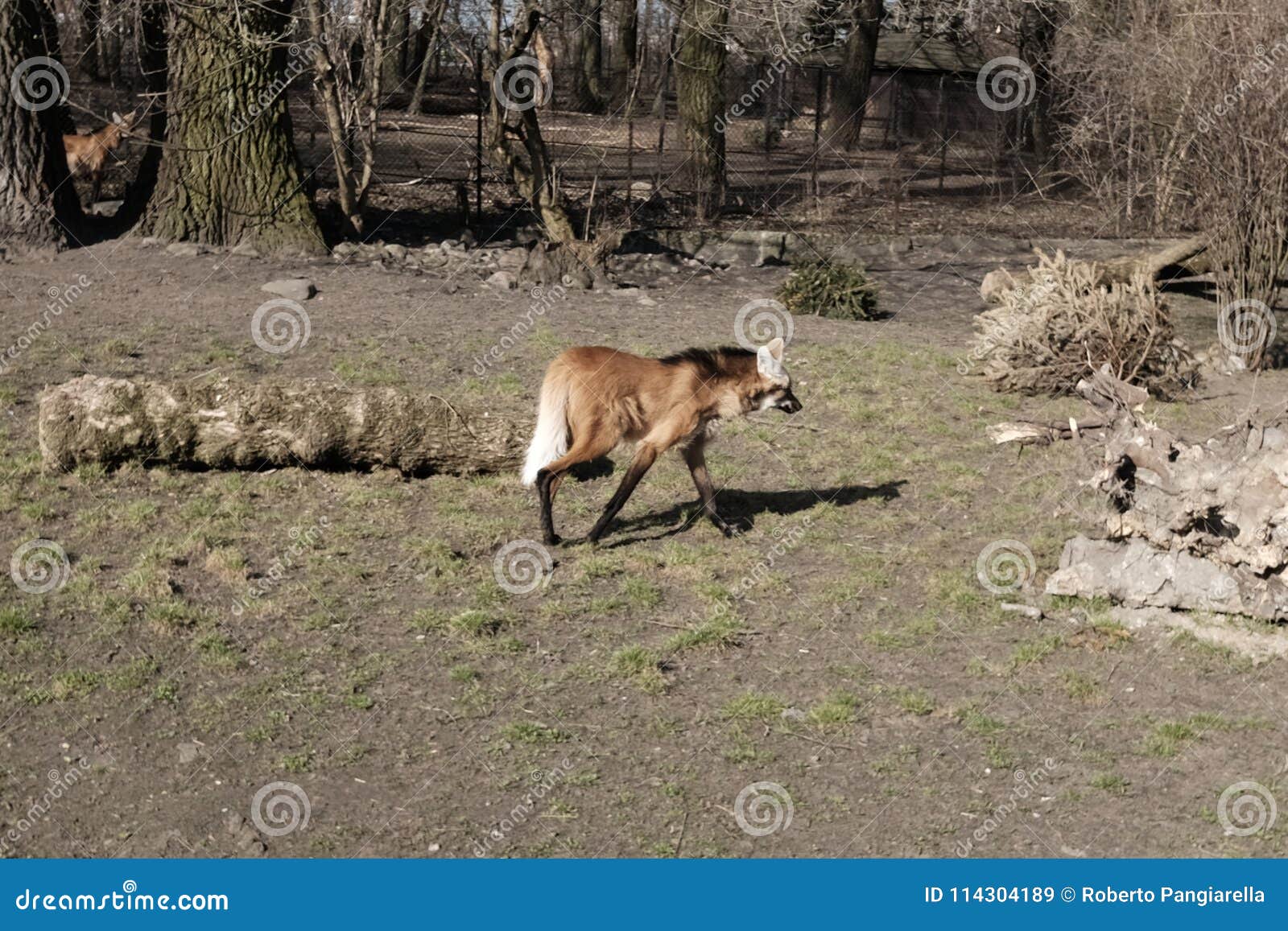 Chrysocyon Brachyurus in Captivity Stock Image - Image of dangerous ...