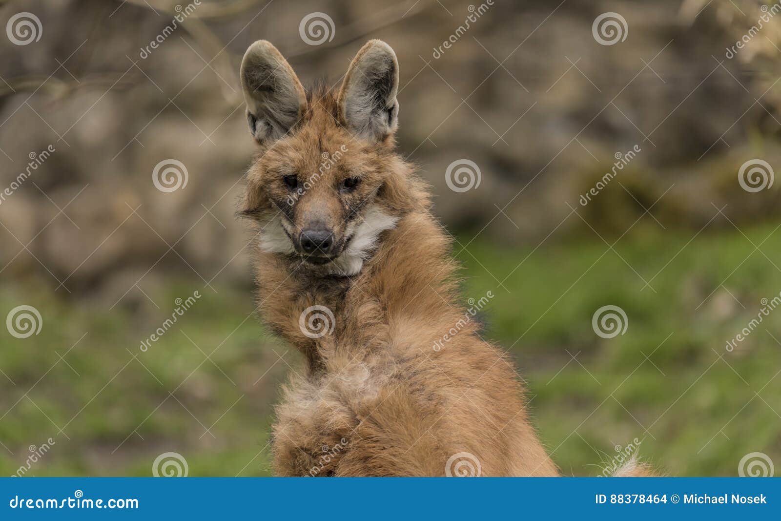 Chrysocyon Brachyurus in ZOO Decin in Winter Day Stock Photo - Image of ...