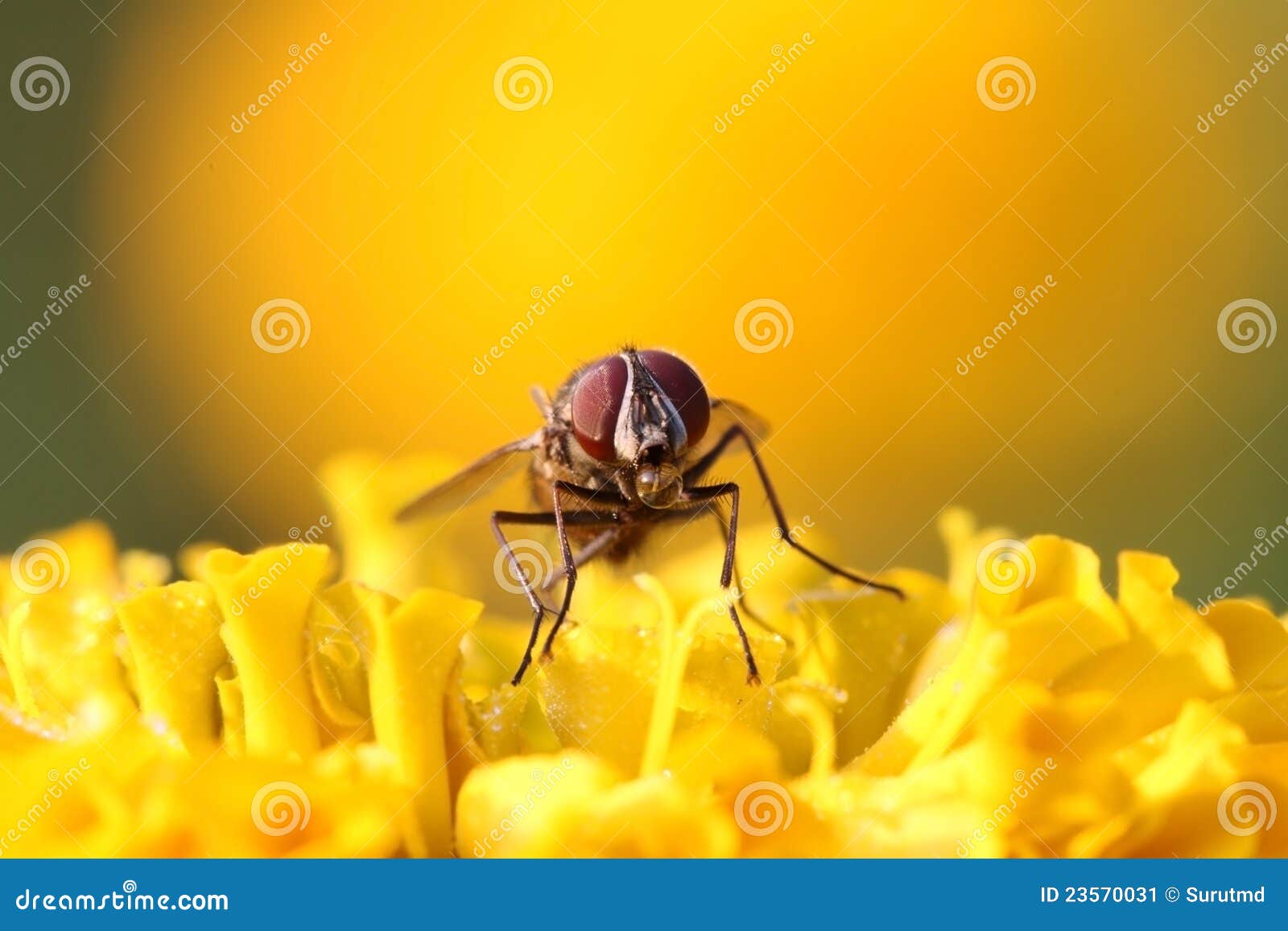 Chrysomya Megacephala (Fabricius) Stock Image - Image of animal, nature ...