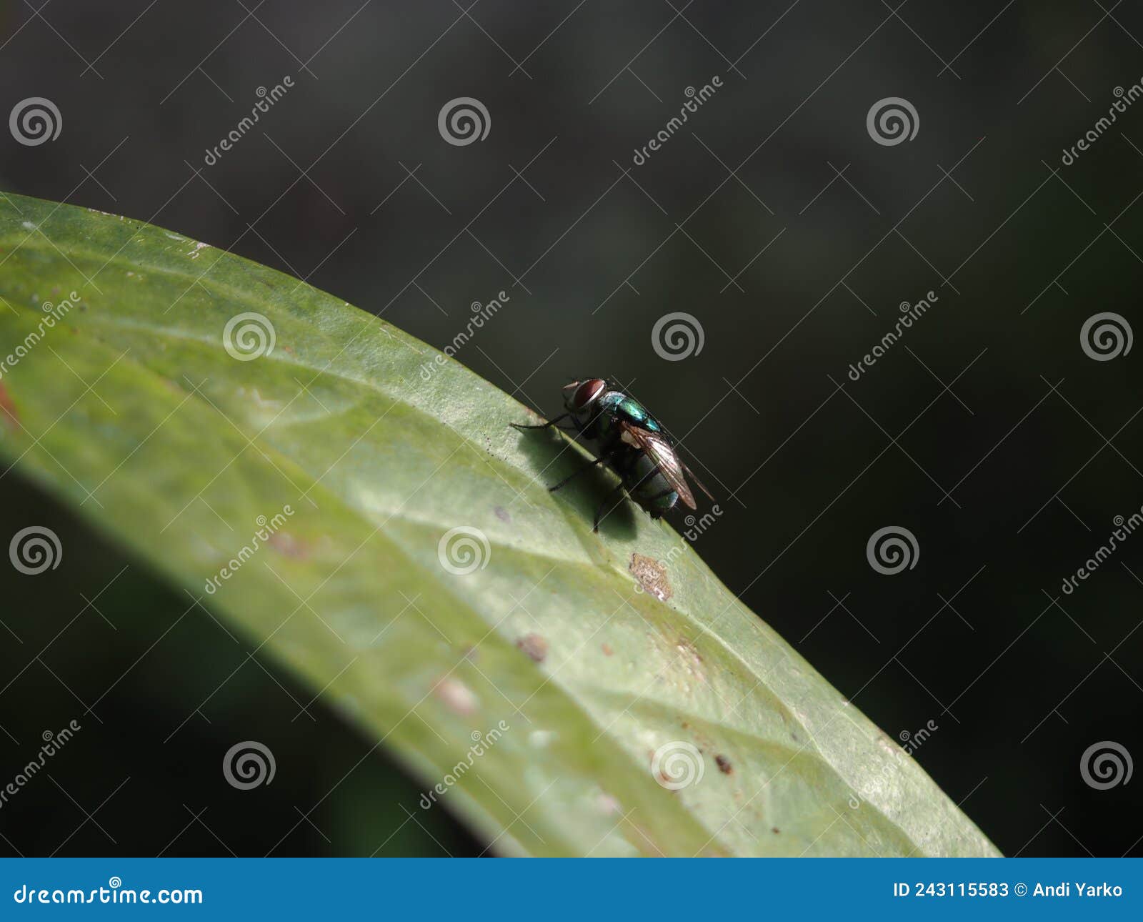 Chrysomya megacephala stock image. Image of branch, plant - 243115583