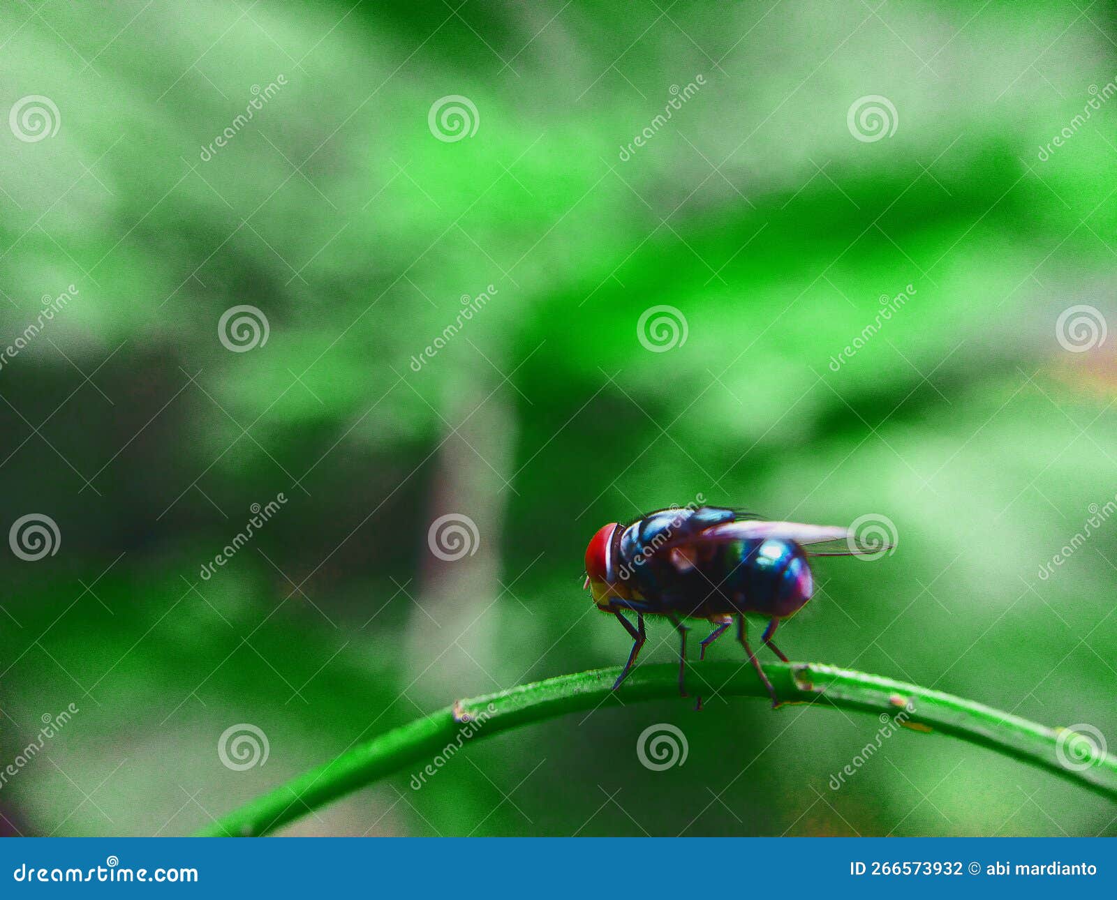Chrysomya megacephala stock photo. Image of insect, chrysomya - 266573932