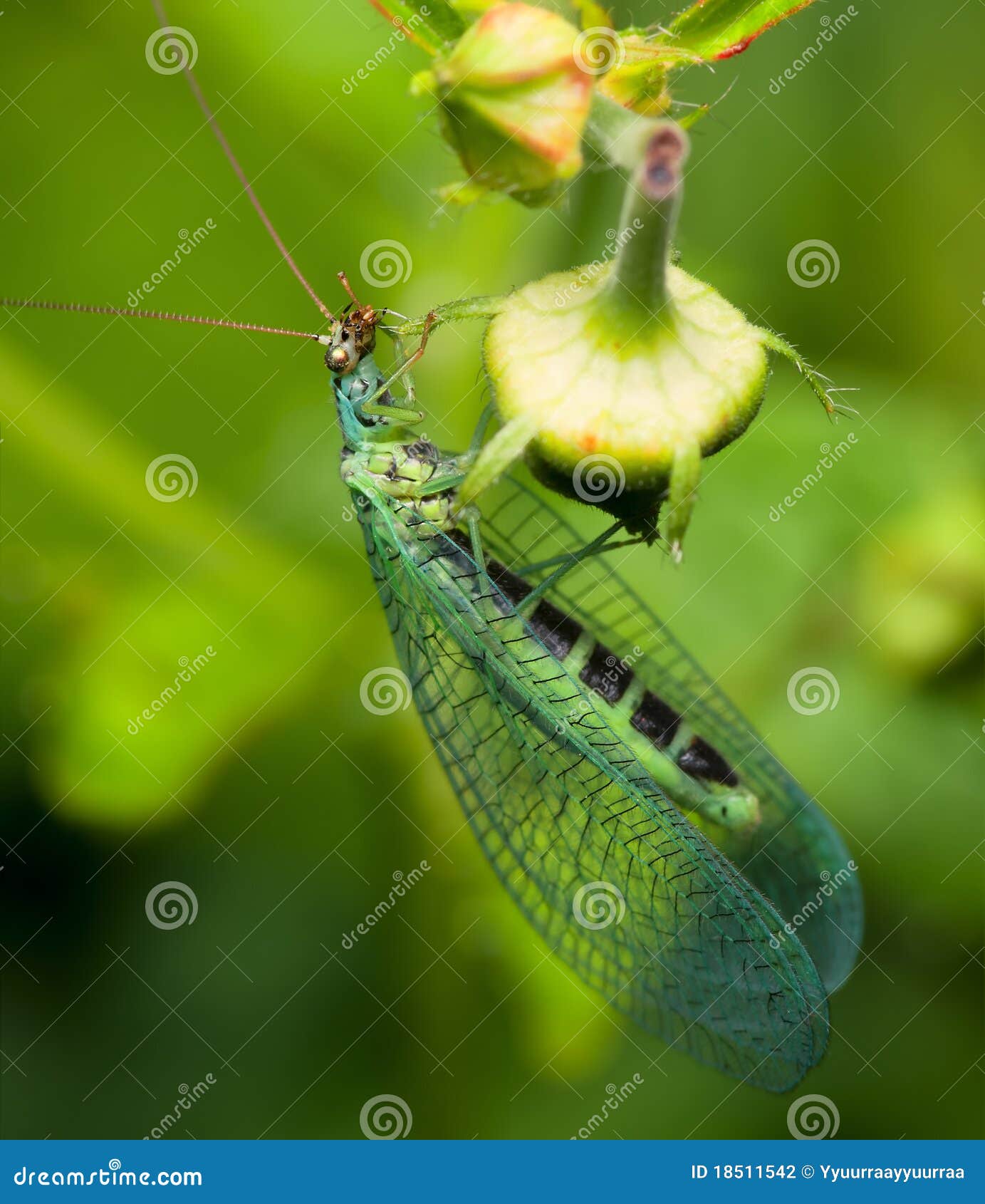 Chrysoperla carnea stock photo. Image of solar, close - 18511542