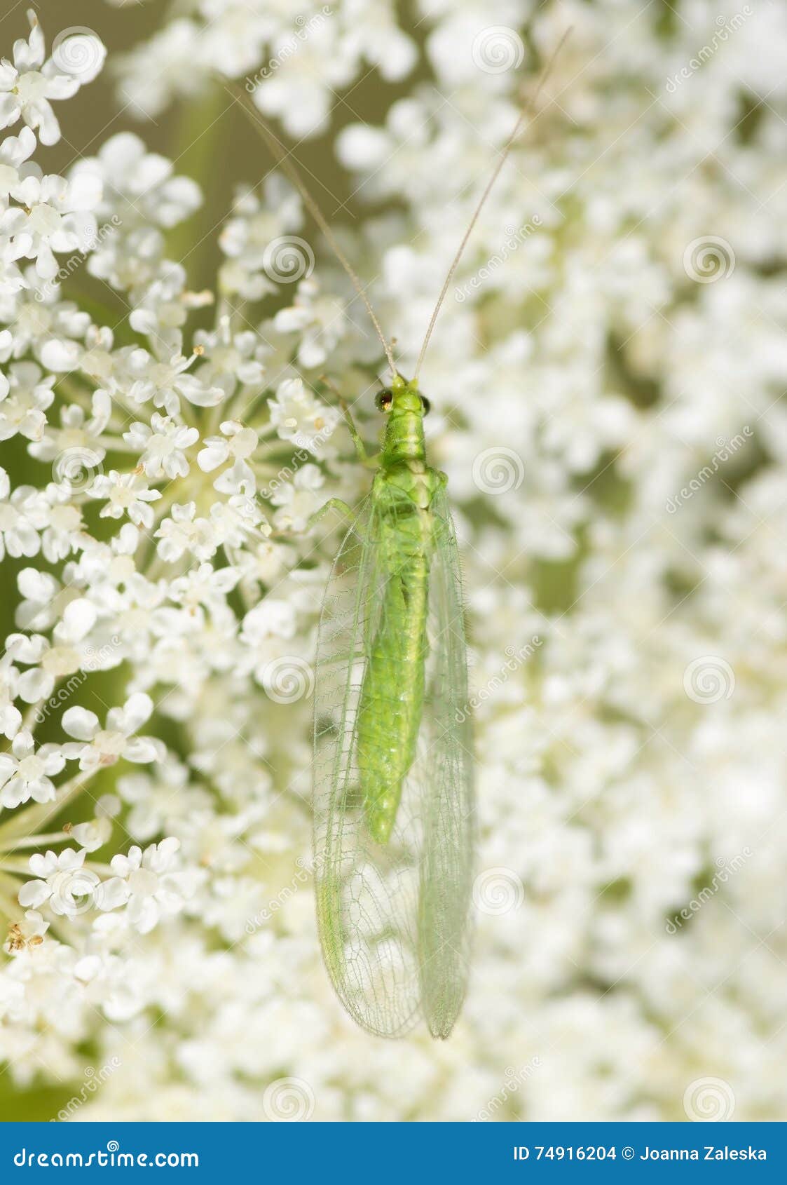 Chrysoperla Carnea - La Crisopa Comune Fotografia Stock - Immagine di ...