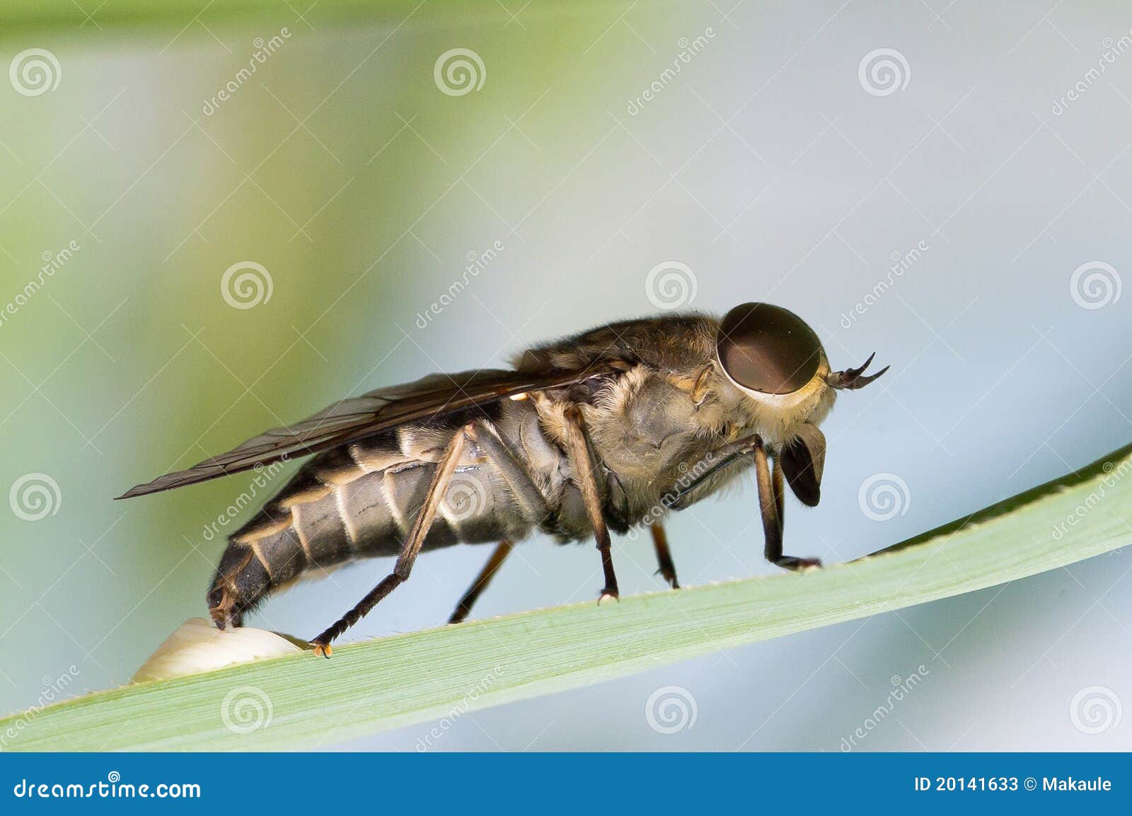 Chrysops stock image. Image of chrysops, animal, bloodsucker - 20141633