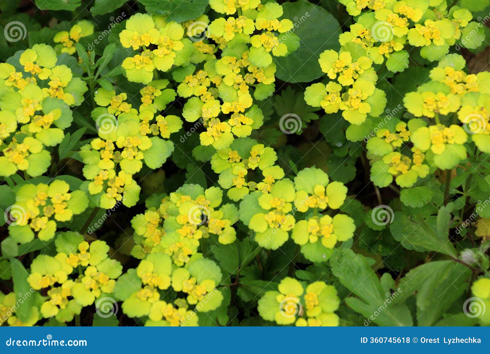Chrysosplenium Alternifolium Plant Growing In Forest ...