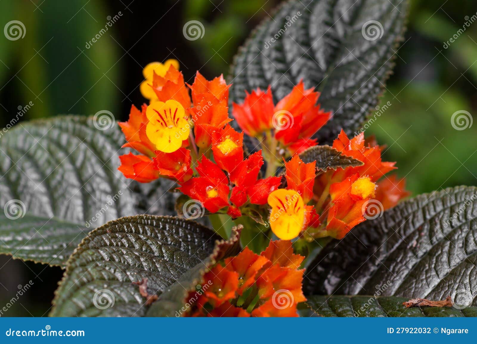 Chrysothemis Pulchella Flower Stock Photo - Image of beautiful, flora ...