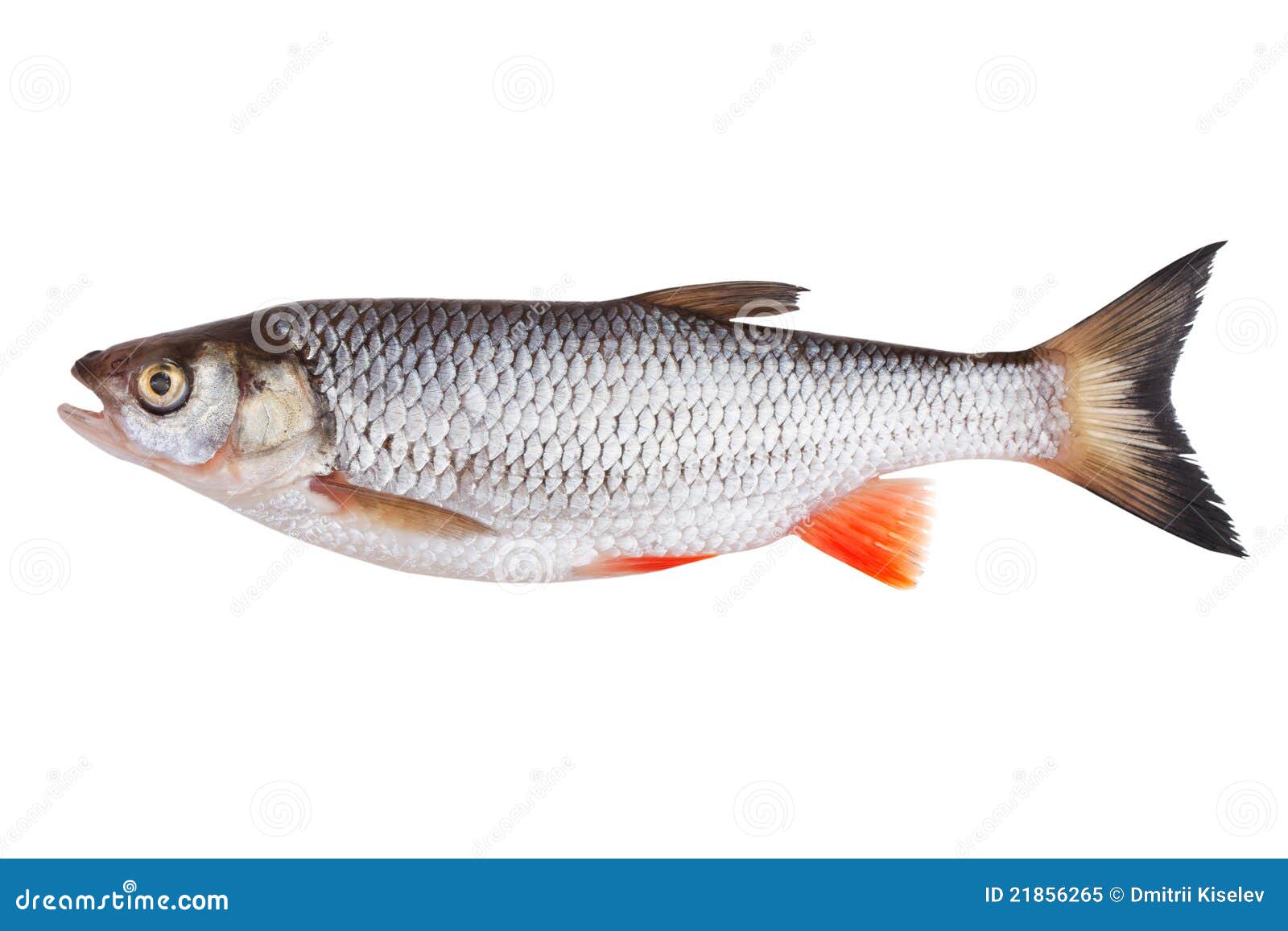 Chub stock image. Image of fresh, shiny, habitat, animals - 21856265
