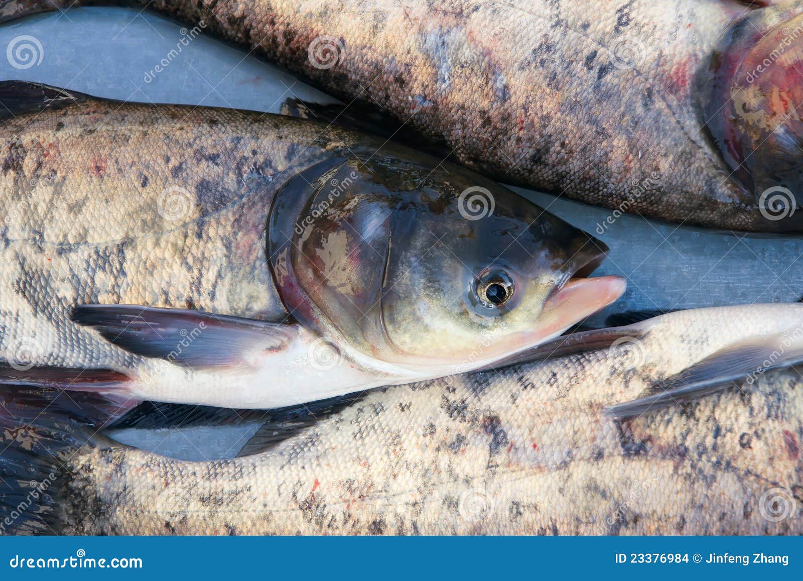 Chub stock photo. Image of fish, silver, fresh, close - 23376984