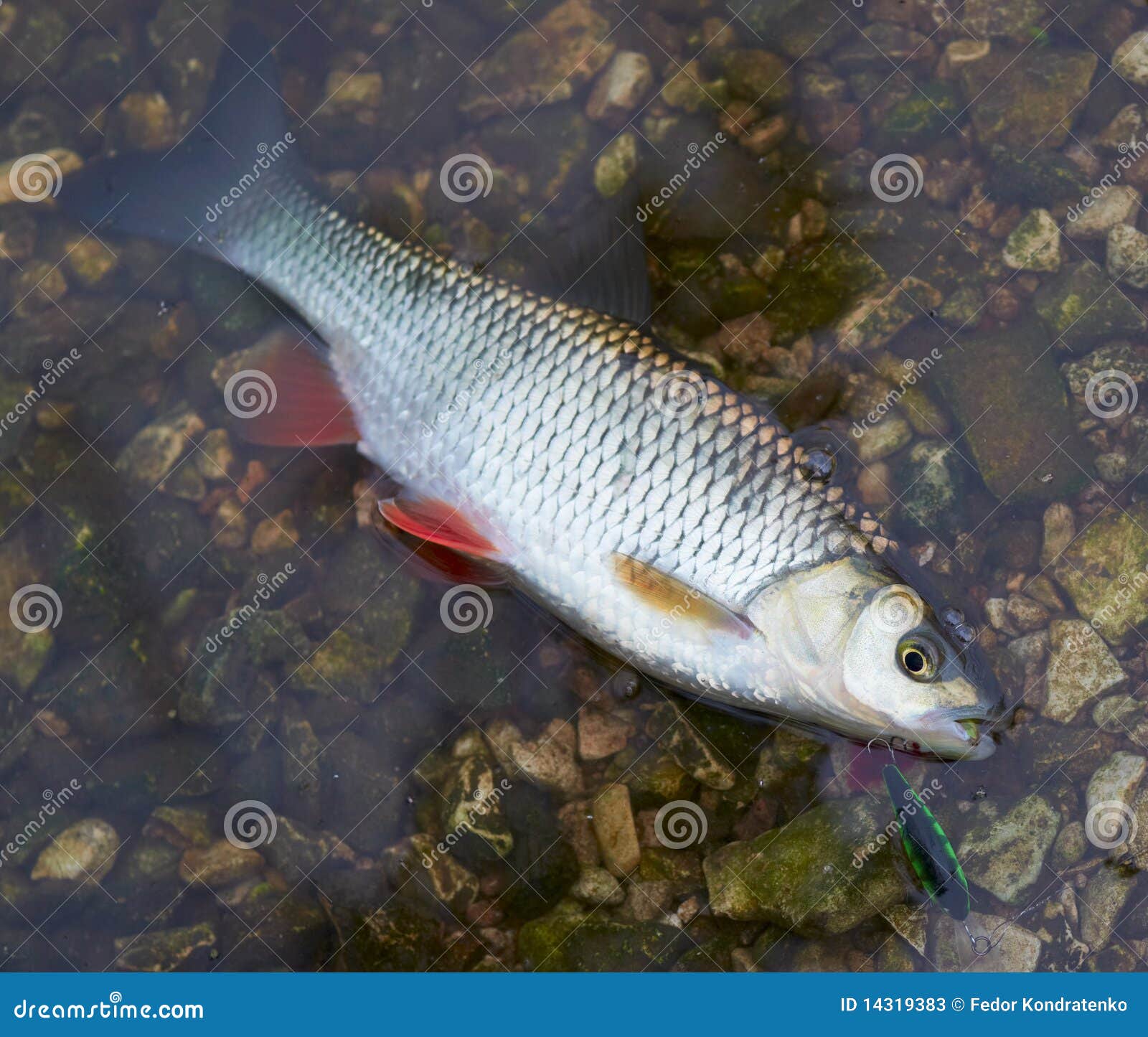 Chub Caught on a Hardbait in Water Stock Image - Image of seafood ...