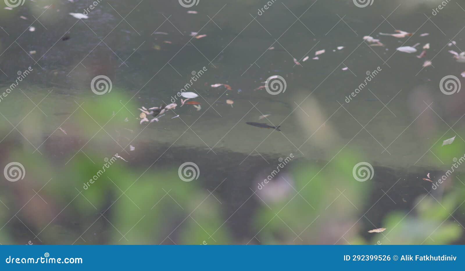 Chub Fish in the Clear Water of the River Stock Footage - Video of ...