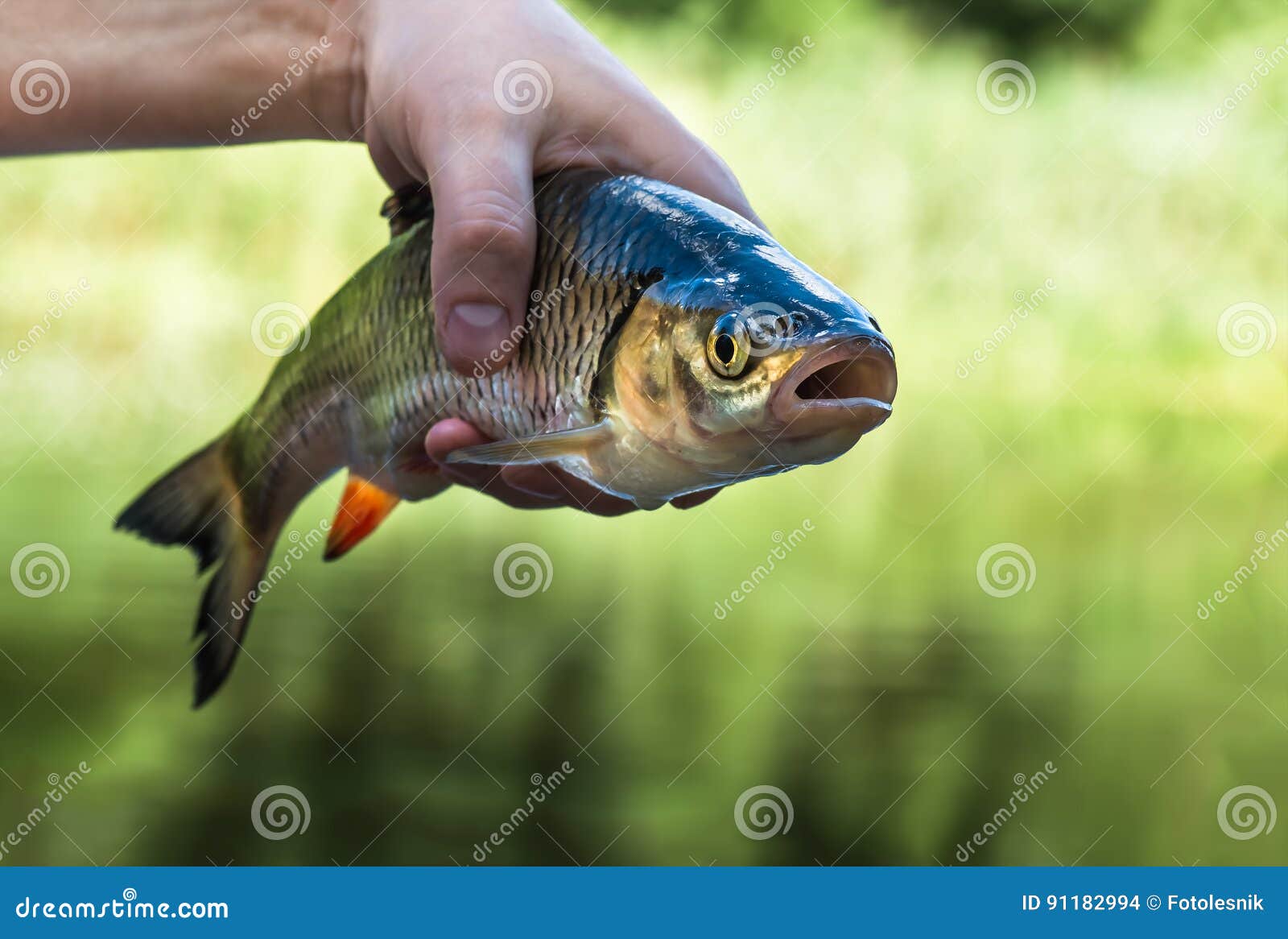 Chub Fish Close Up Caught in the River on Summer. Stock Photo - Image ...