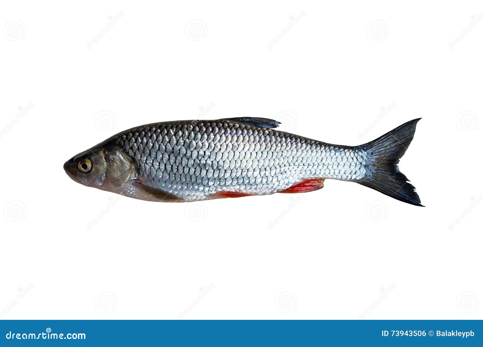 Chub fish stock photo. Image of river, freshness, chub - 73943506