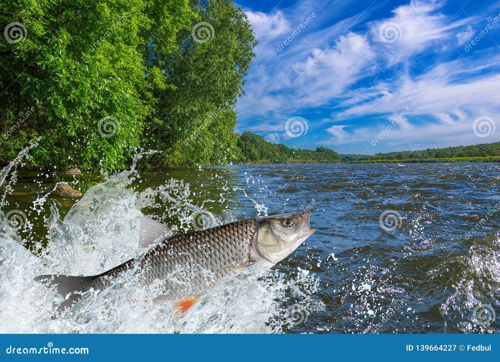 Fishing. Chub Fish Jumping with Splashing in Water Stock Image - Image ...