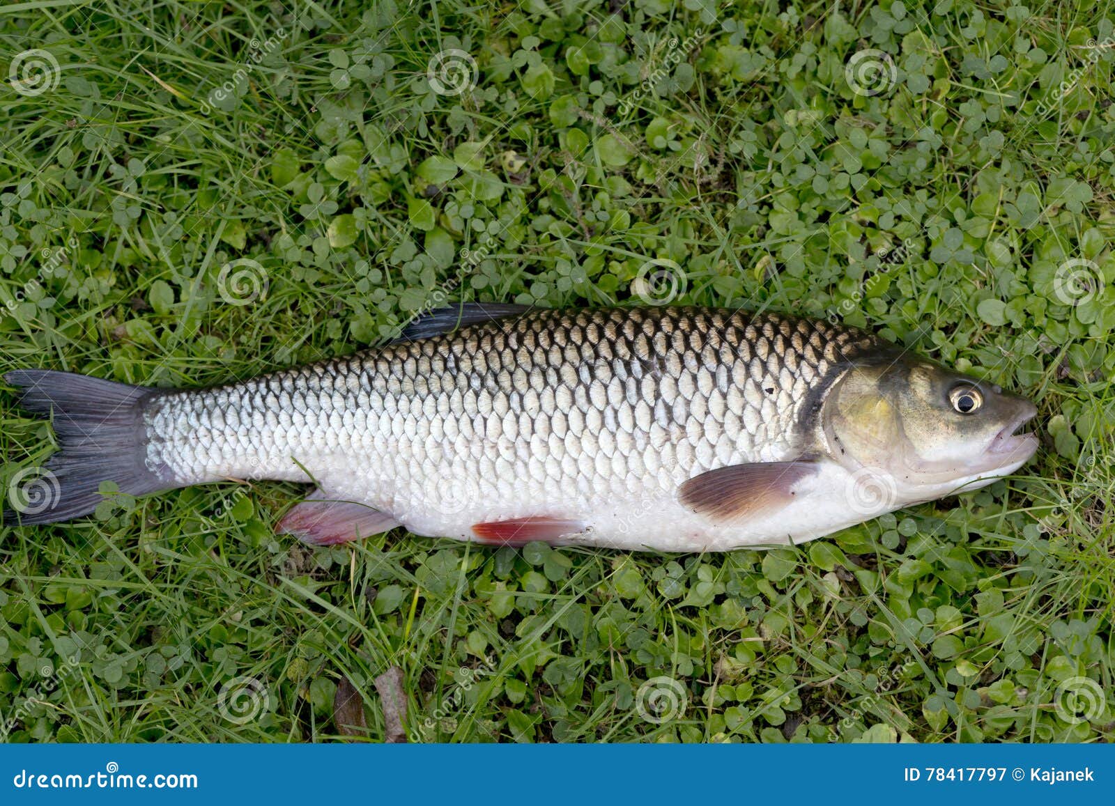 Chub, the Freshwater Fish in Detail Stock Image - Image of water ...