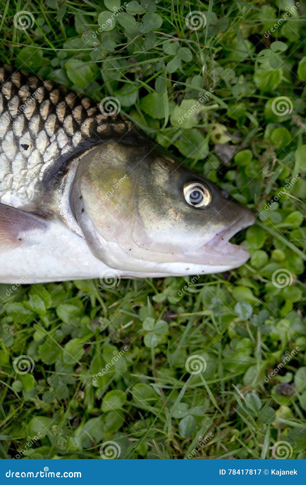 Chub, the Freshwater Fish in Detail Stock Image - Image of grass, bass ...