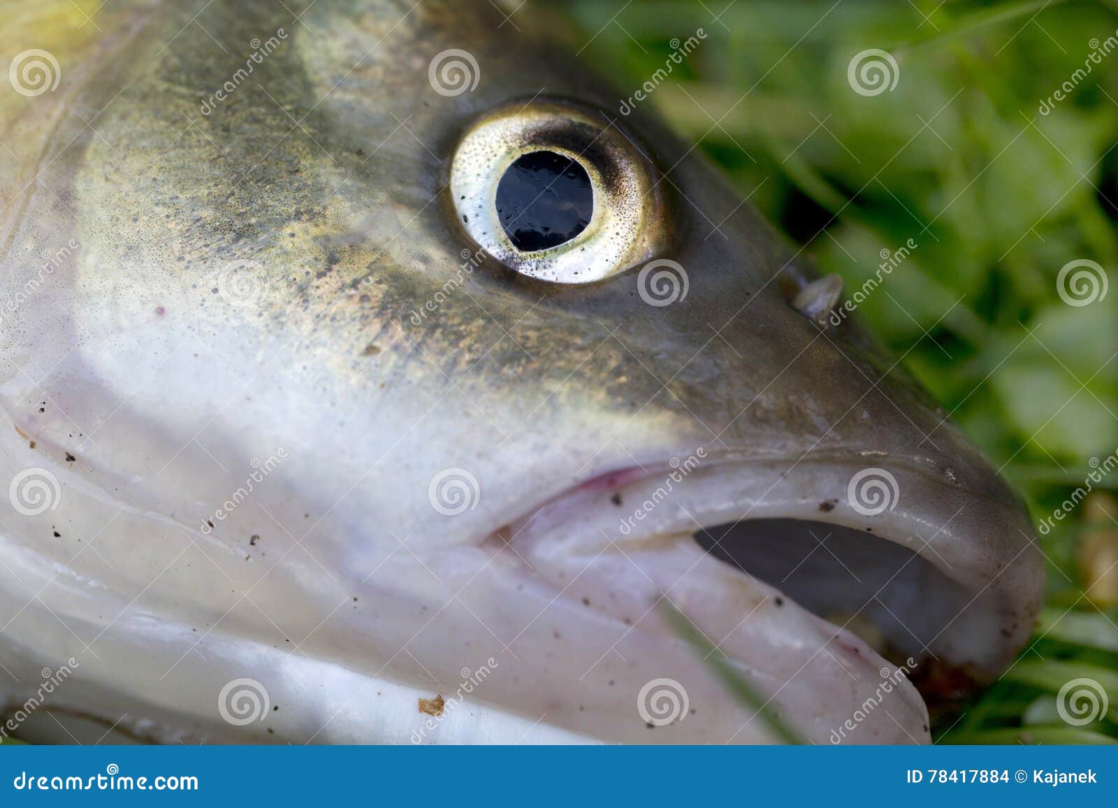 Chub, the Freshwater Fish in Detail Stock Photo - Image of freshwater ...