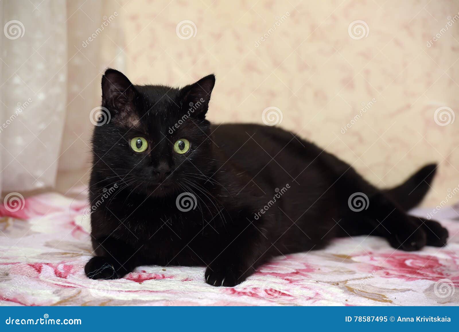Chubby Beautiful Bombay Cat Stock Image - Image of isolated, side: 78587495