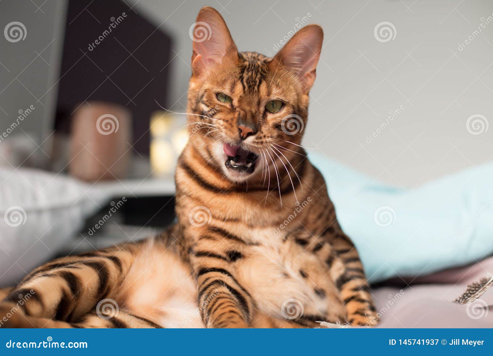Bengal Cat making a face stock image. Image of licking - 145741937