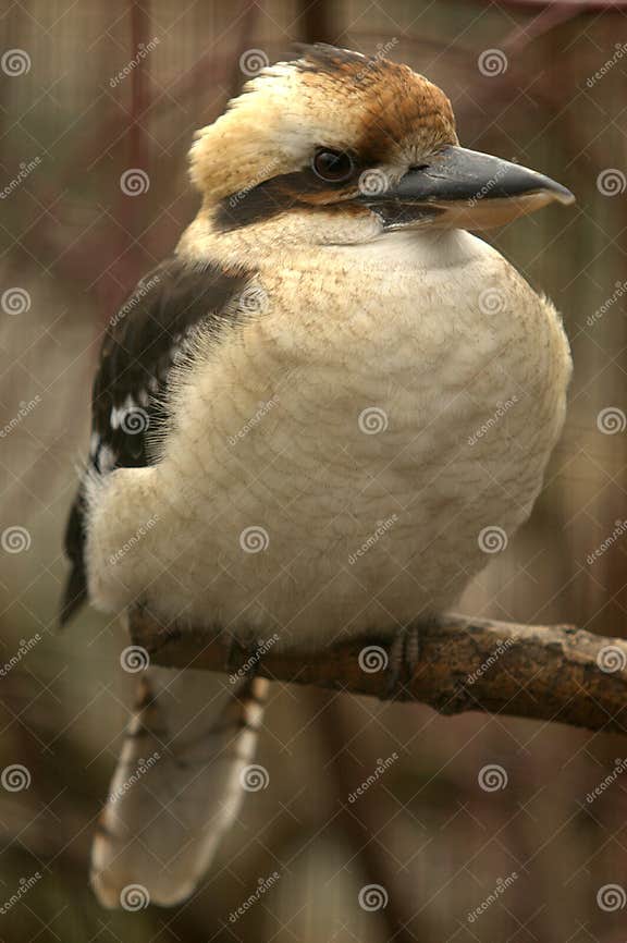 Chubby bird stock photo. Image of chubby, feathers, animals - 50893516