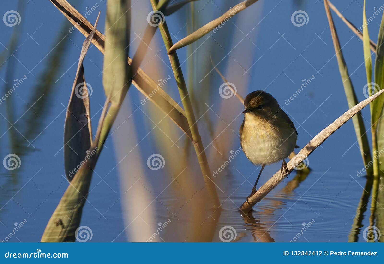 Chubby bird stock photo. Image of bird, food, white - 132842412
