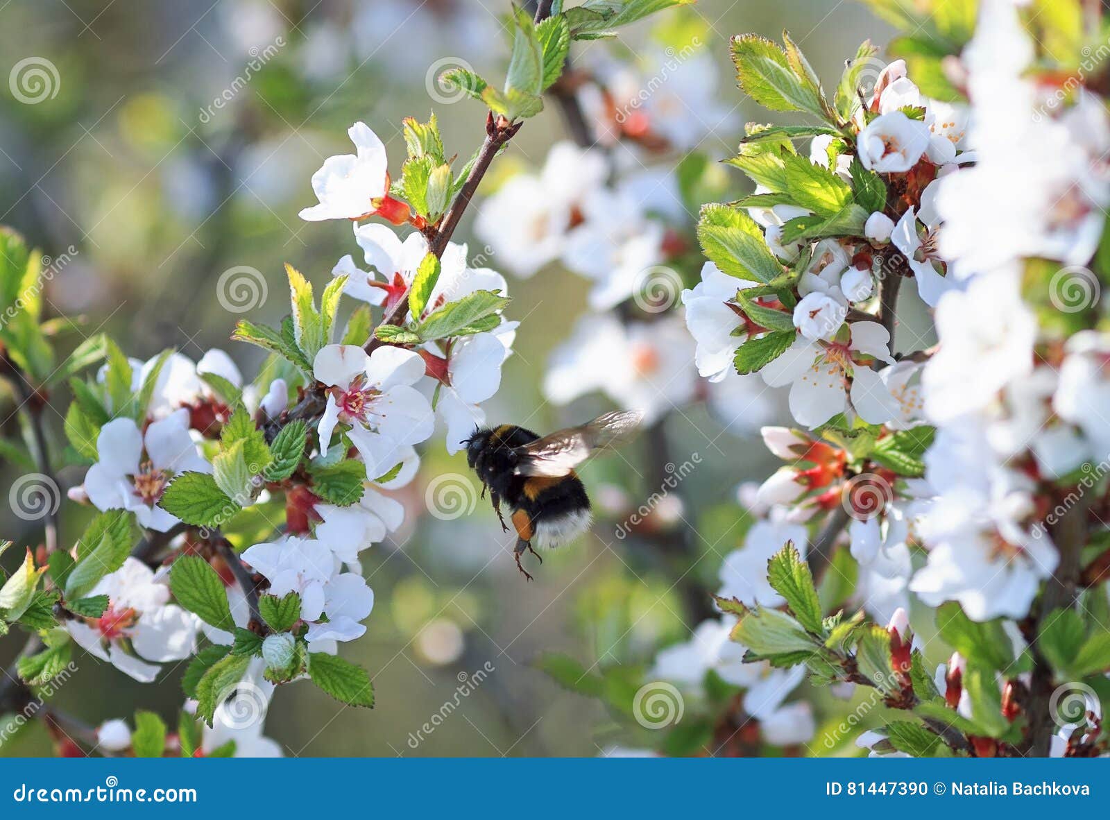 Chubby Bumble Bee Collects Nectar in the Lush Spring Garden Stock Photo ...