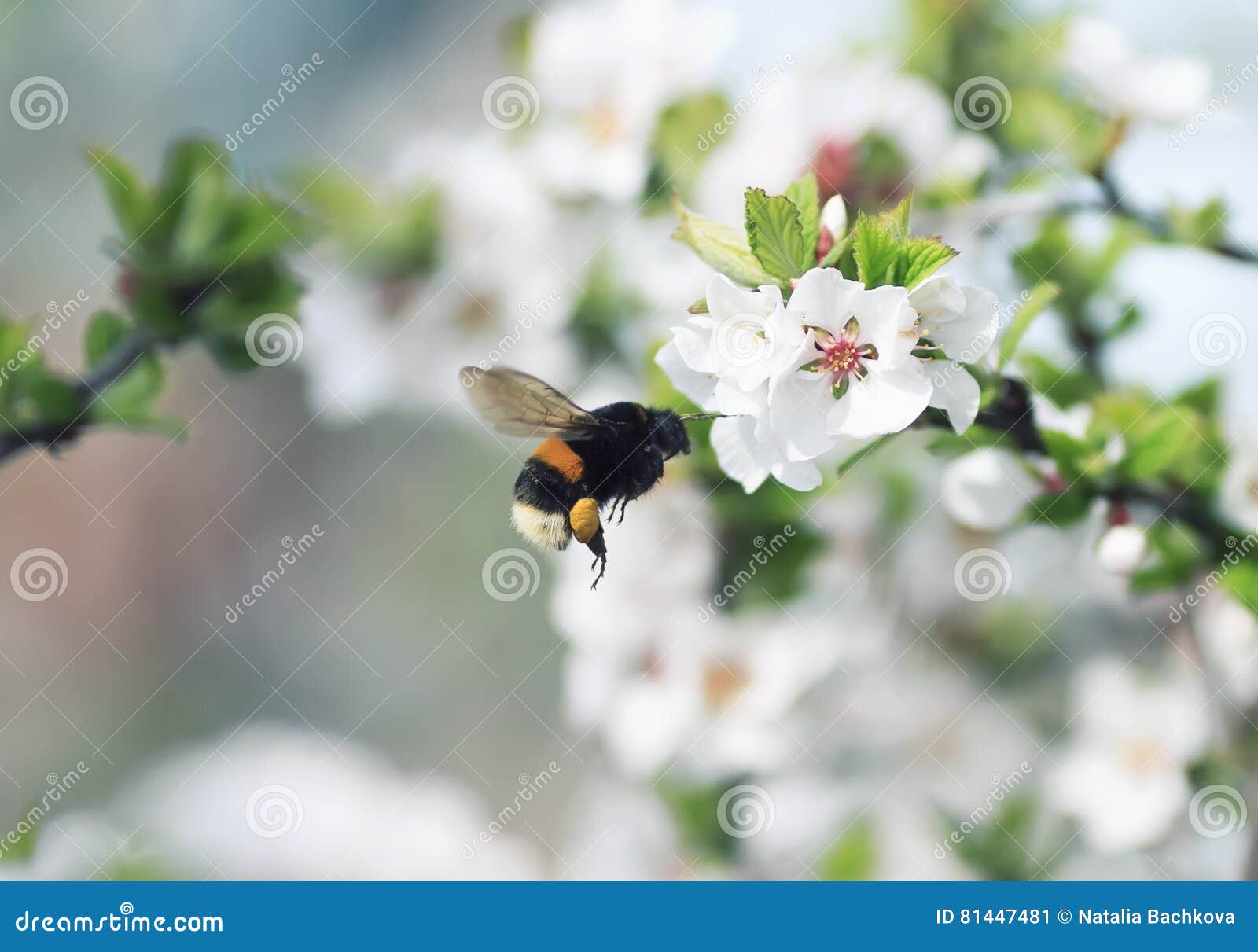 Chubby Bumble Bee Collects Nectar in the Lush Spring Garden Stock Image ...