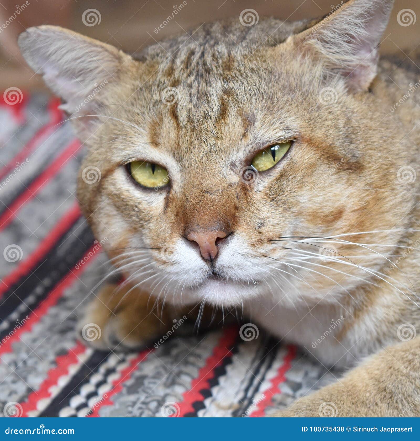 Chubby cat stock photo. Image of face, furry, plump - 100735438