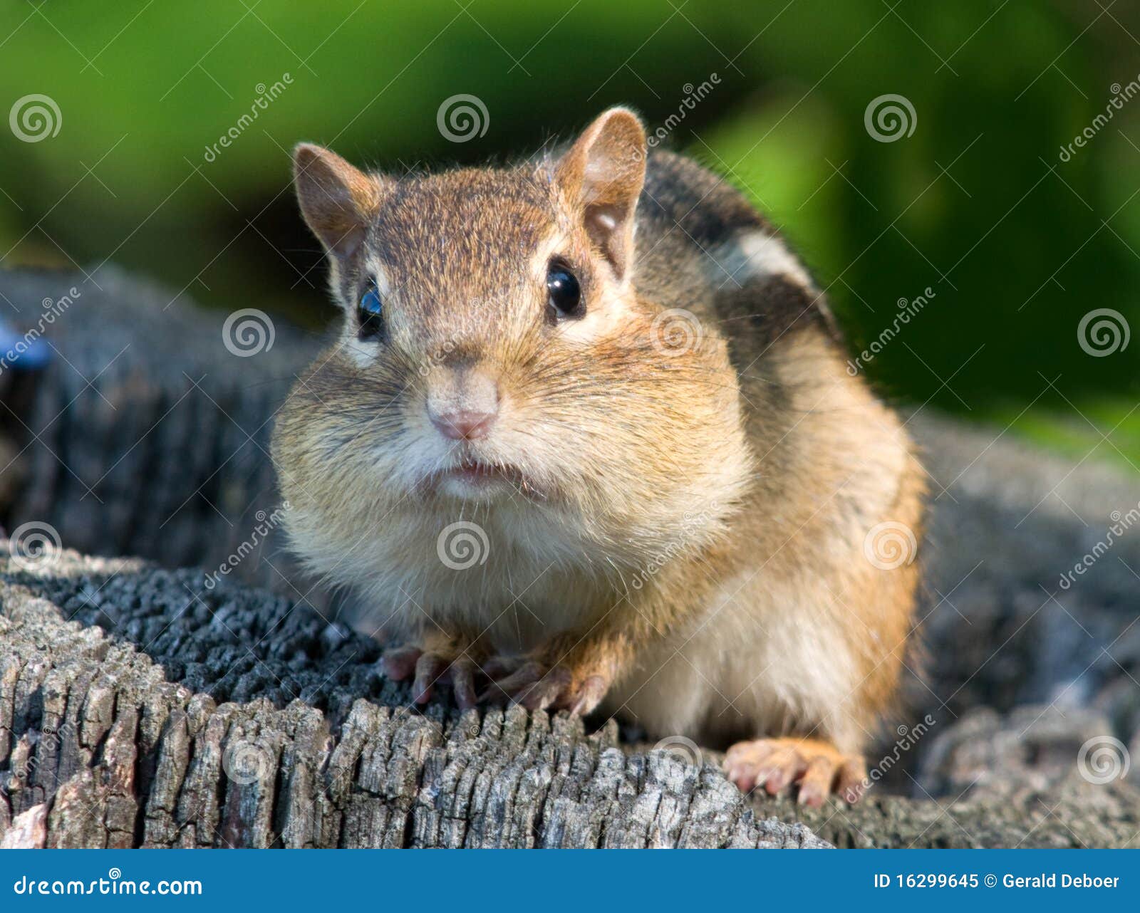 Chubby Cheeked Chipmunk Royalty Free Stock Photo - Image: 16299645