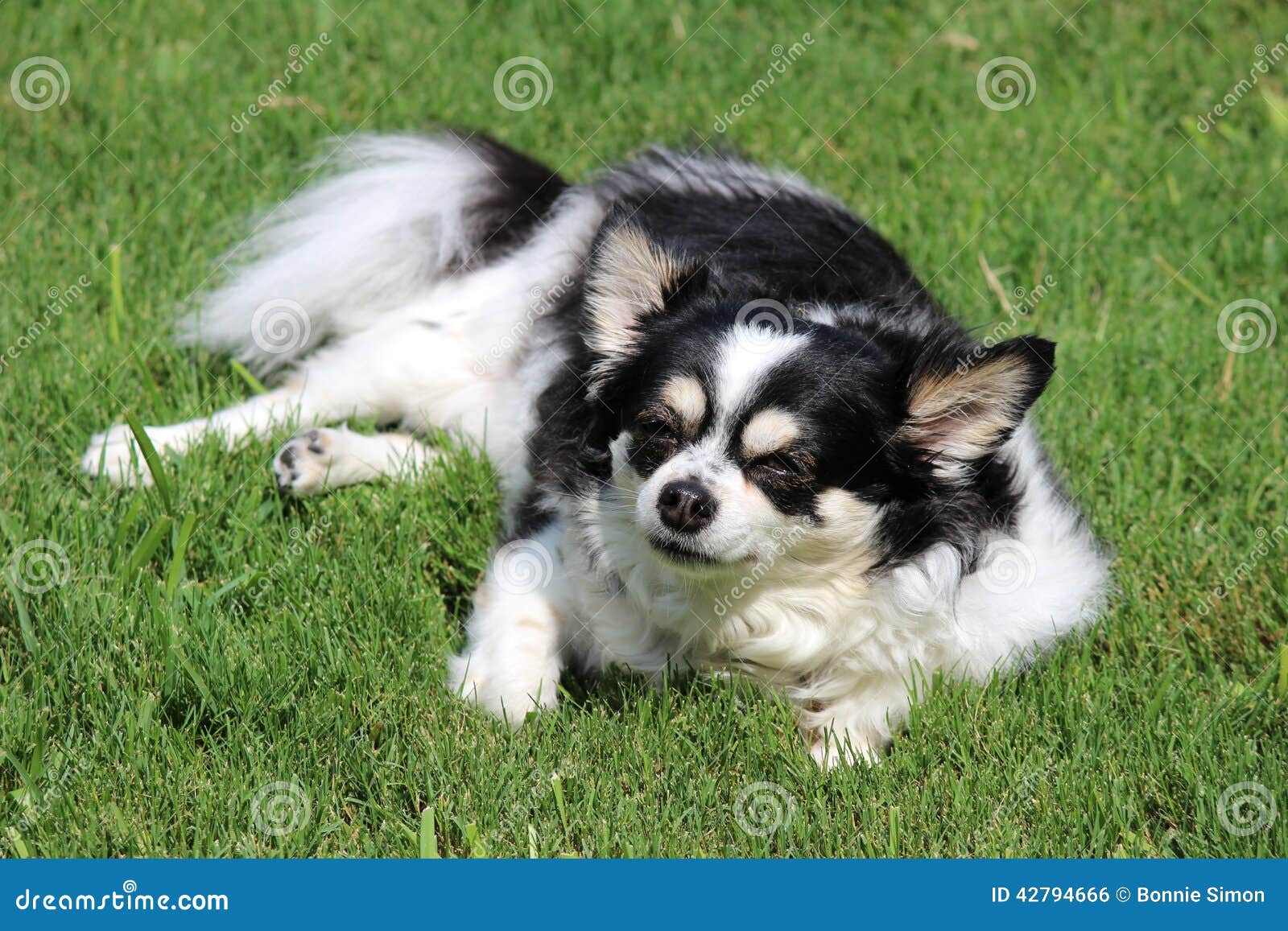 Chubby Chihuahua Enjoys Sunshine Stock Photo - Image of action ... Chubby Chihuahua Enjoys Sunshine Stock Photo - Image of action ...