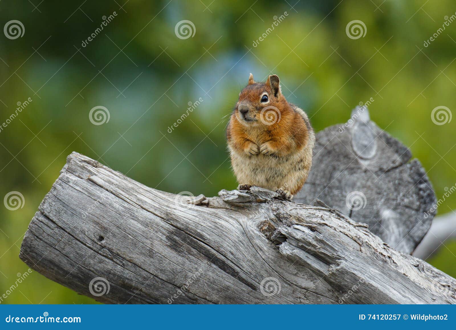 Chubby Chipmunk stock image. Image of animal, closeup - 74120257