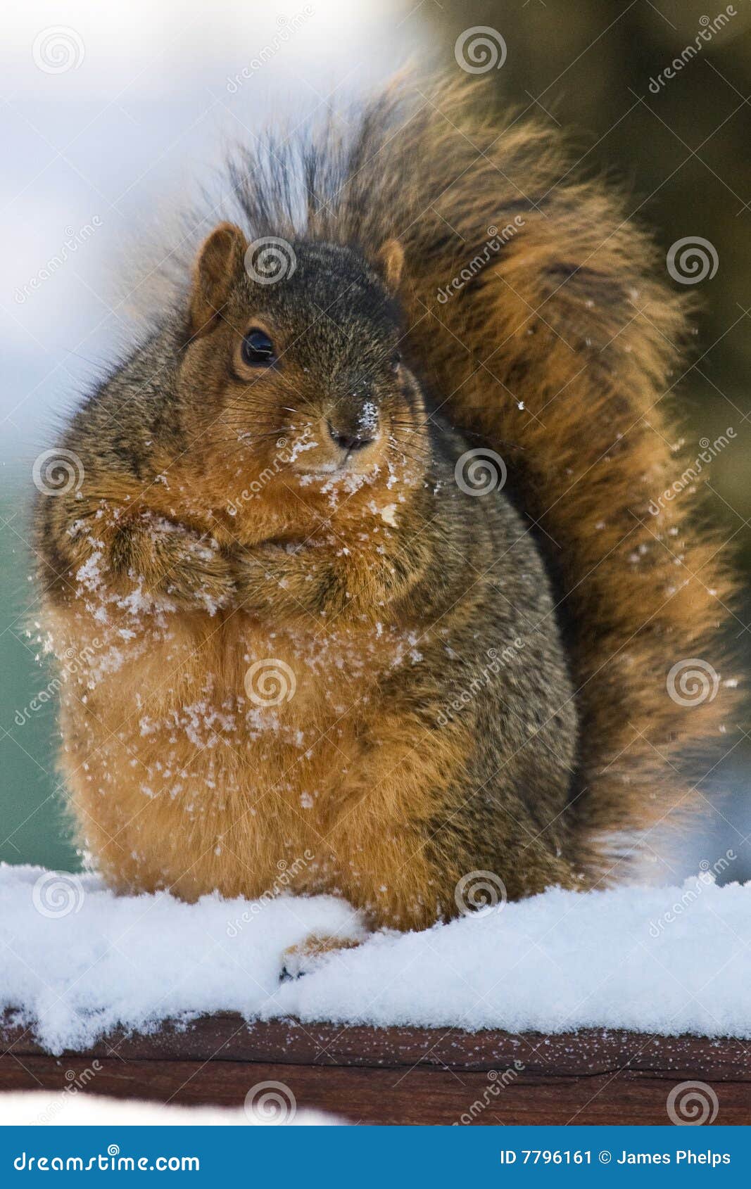 Chubby and Cute Fox Squirrel Stock Image - Image of animal, squirrel ...