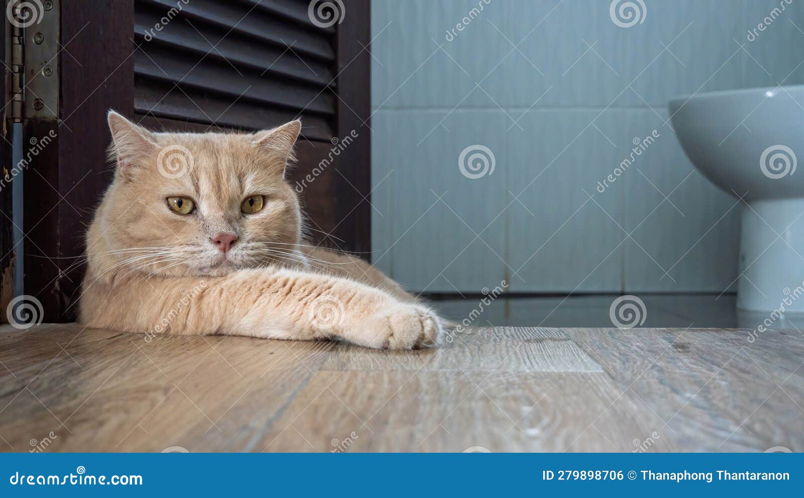 A Chubby, Fat Cat is Lying Coolly in Front of the Toilet Stock Photo ...