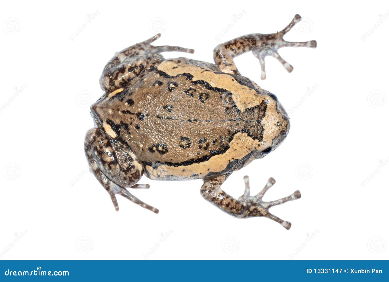 Chubby Frog Royalty-Free Stock Photography | CartoonDealer.com #13331147
