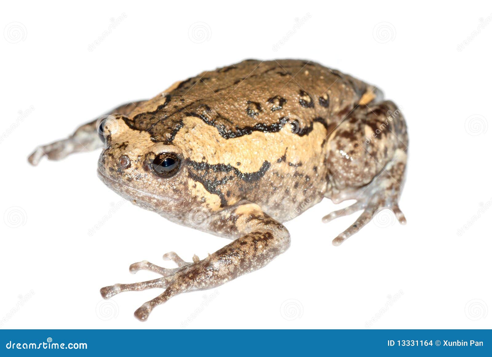 Chubby frog stock photo. Image of colourful, eyed, color - 13331164
