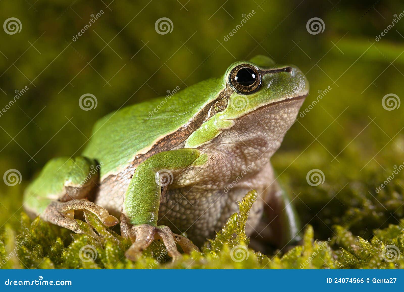 Chubby frog stock photo. Image of grass, creature, cute - 24074566