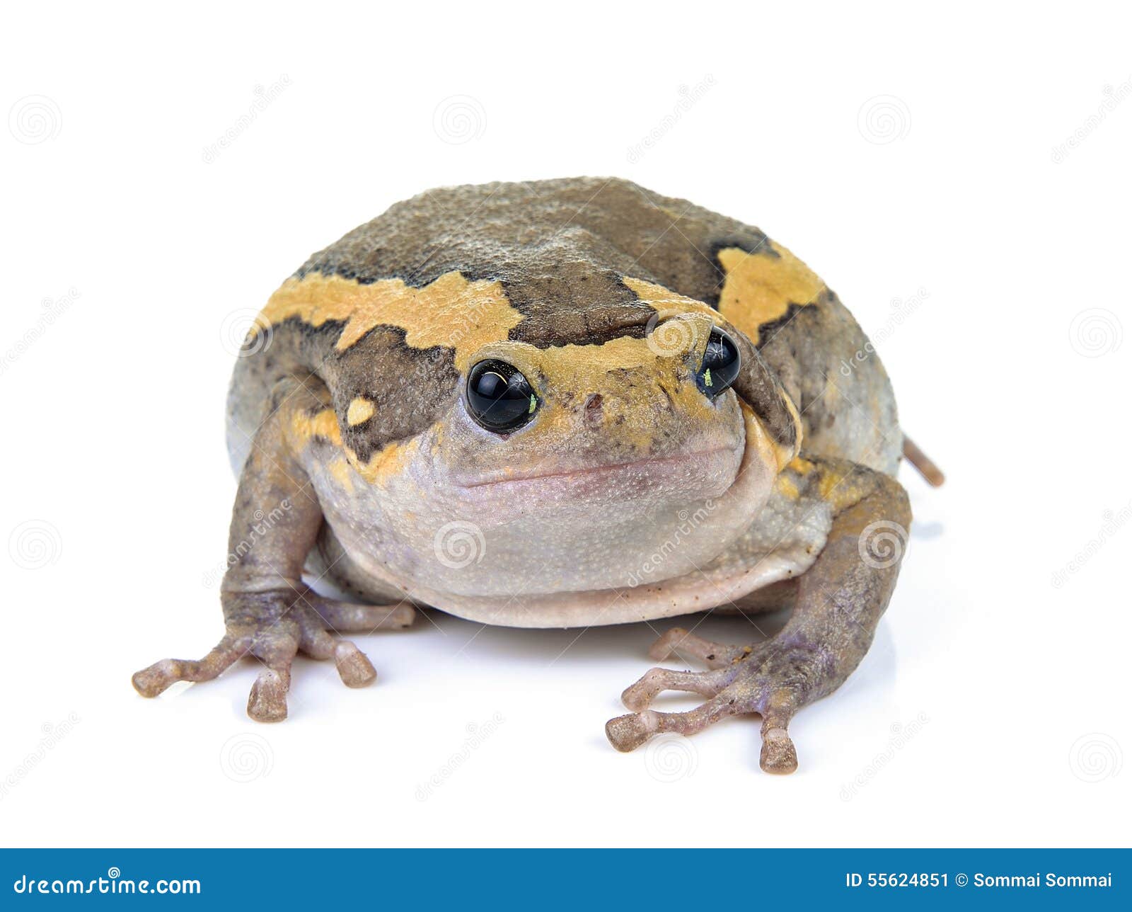 Chubby Frog On White Background Stock Photo - Image: 55624851