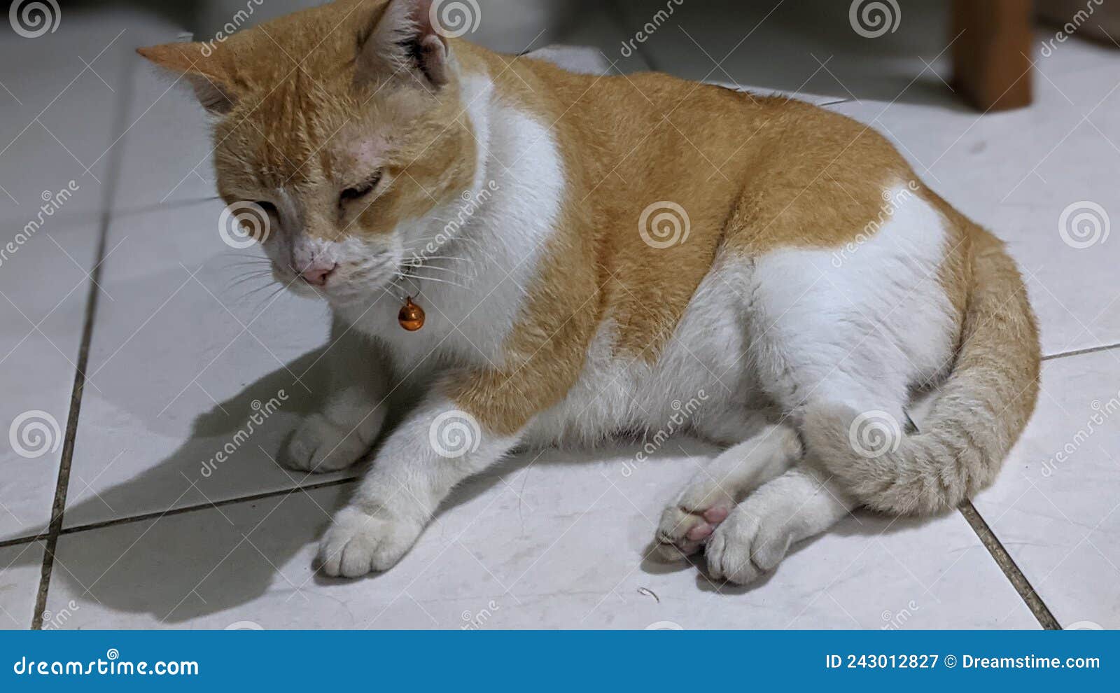 Chubby Ginger Cat Chat Gatos Stock Image - Image of kitten, snout ...