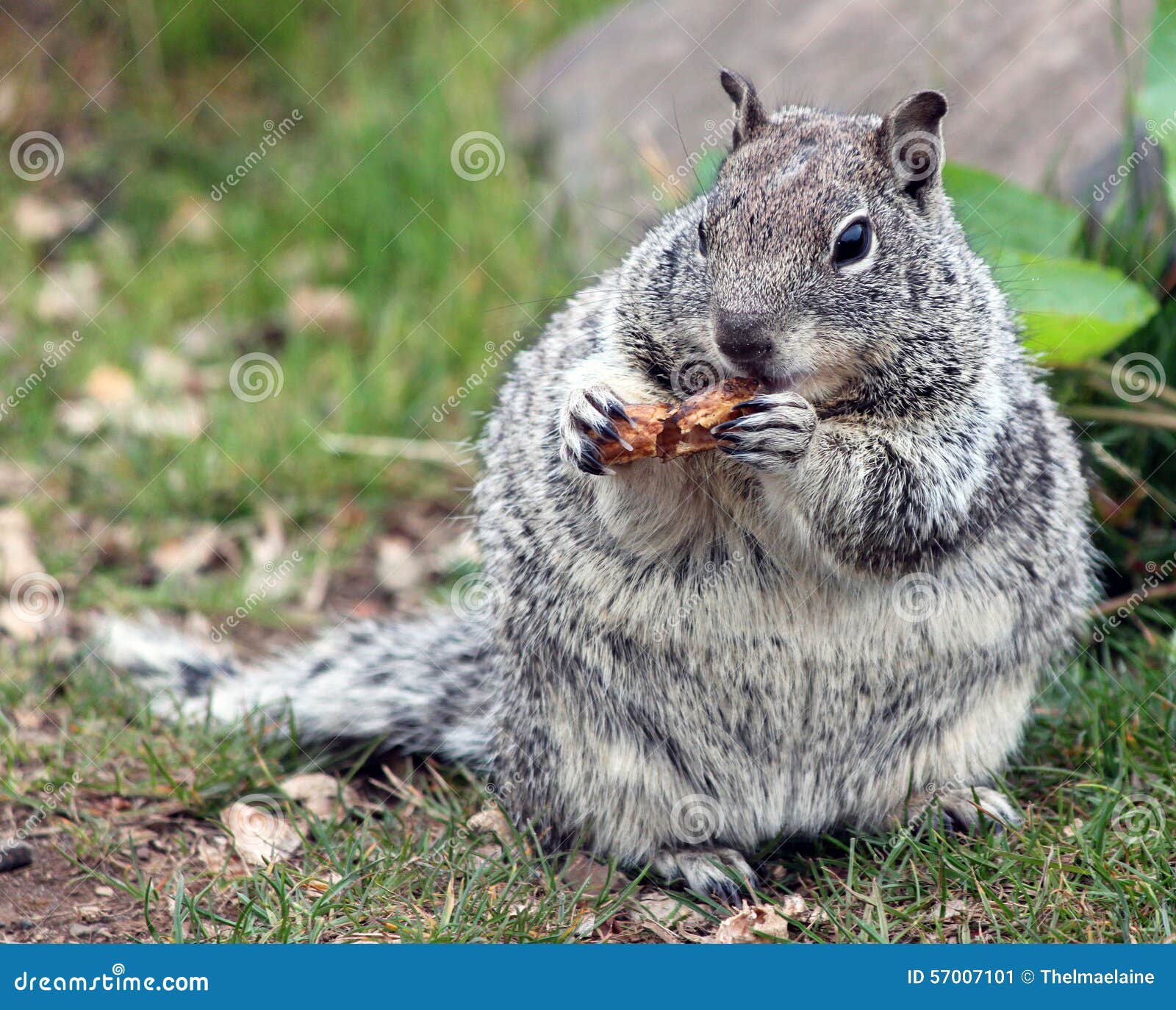 Chubby Grey Squirrel Munching on a Peanut Stock Image - Image of ...