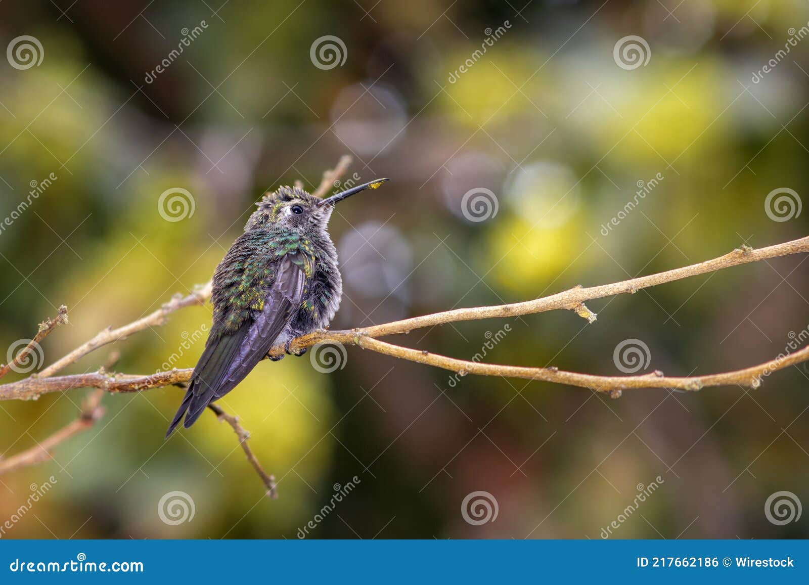 Chubby Little Bee Hummingbird in a Sunny Forest, Standing on a Thin ...