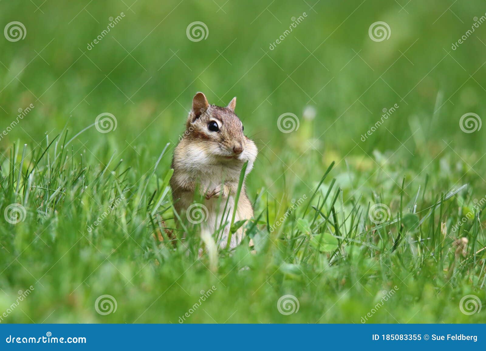 Chubby Little Chipmunk stock image. Image of green, food - 185083355