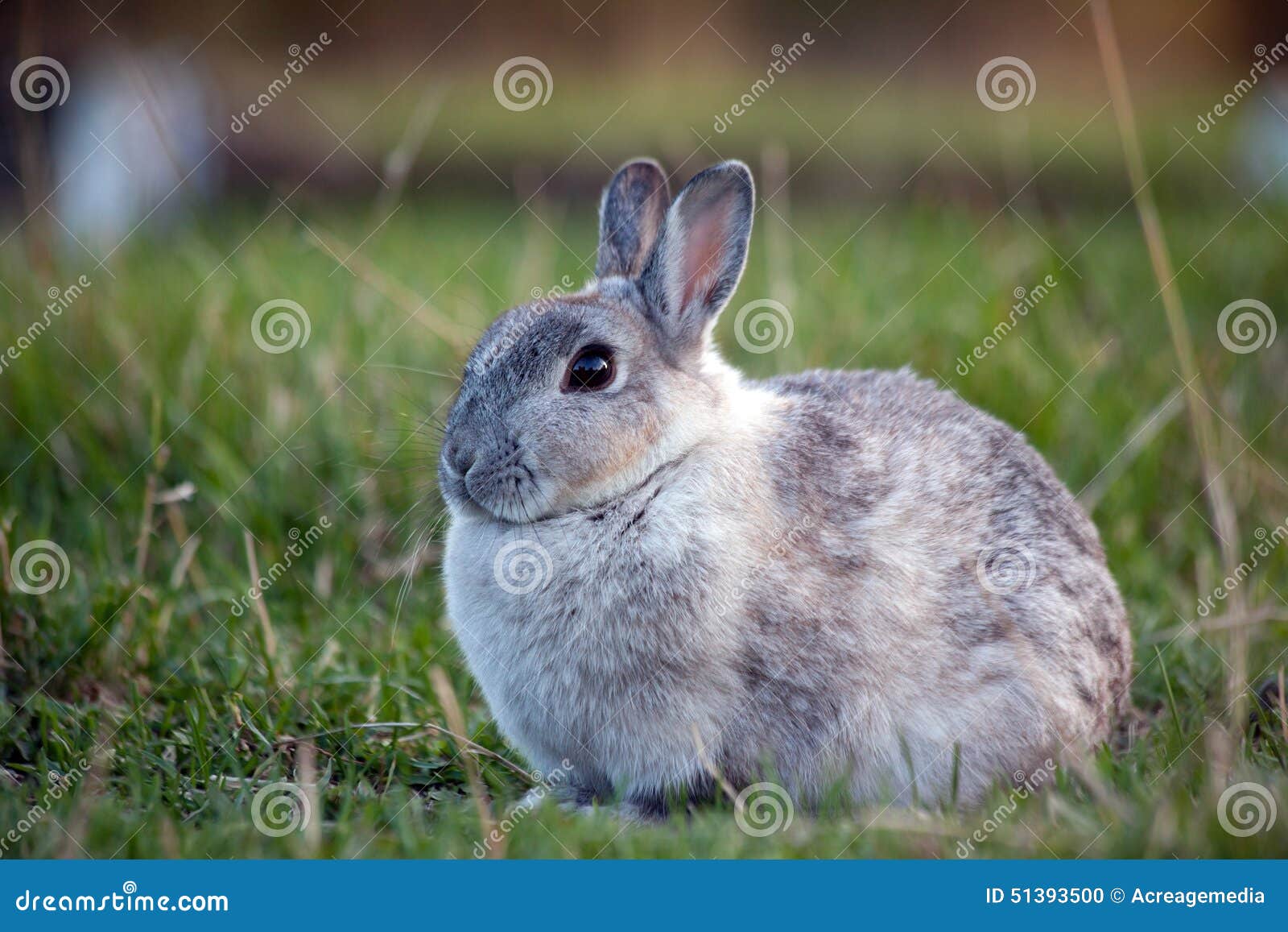Chubby Rabbit arkivfoto. Bild av kanin, husdjur, sommar - 51393500