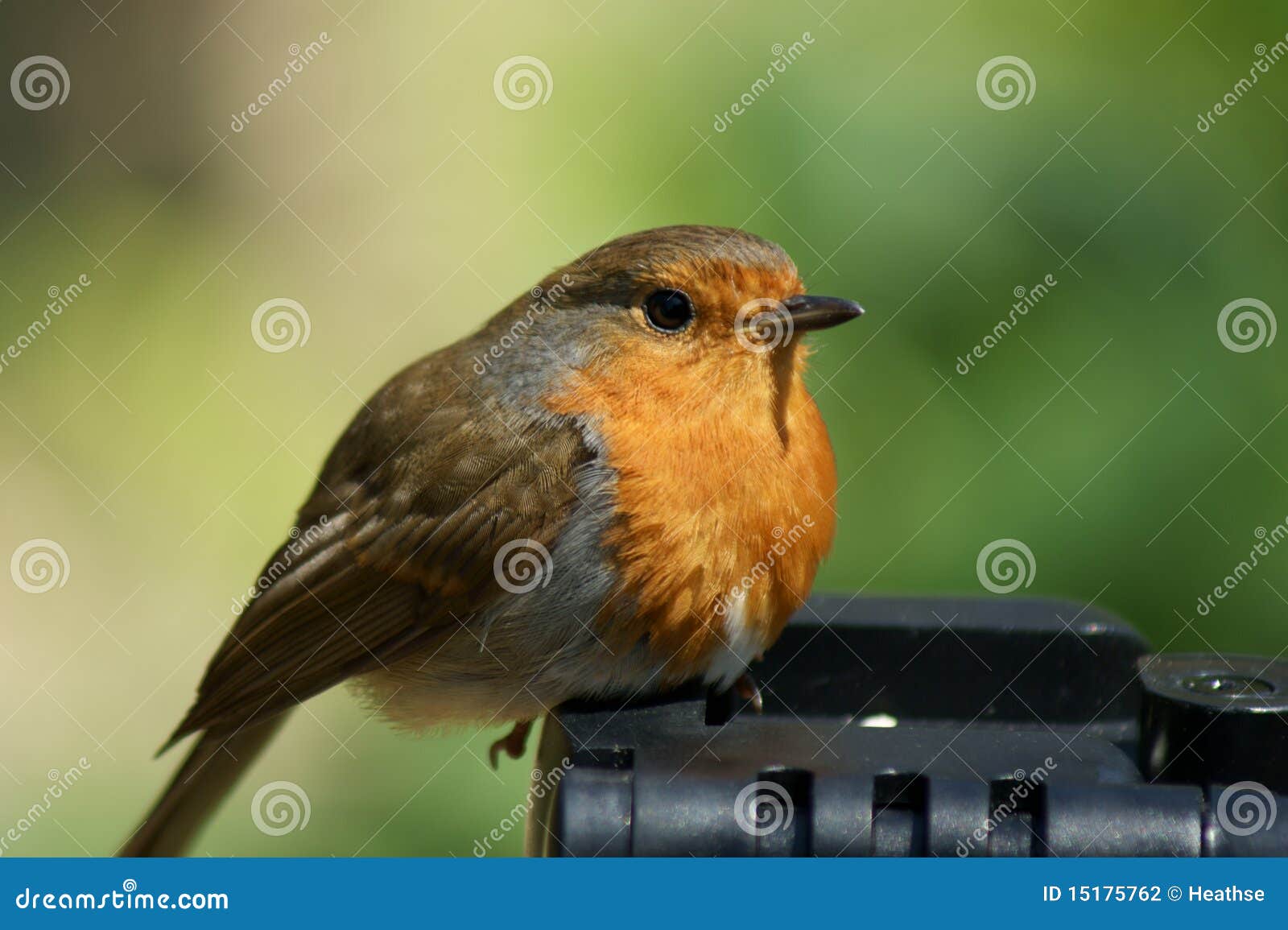 Chubby robin redbreast stock photo. Image of bird, comfortable - 15175762