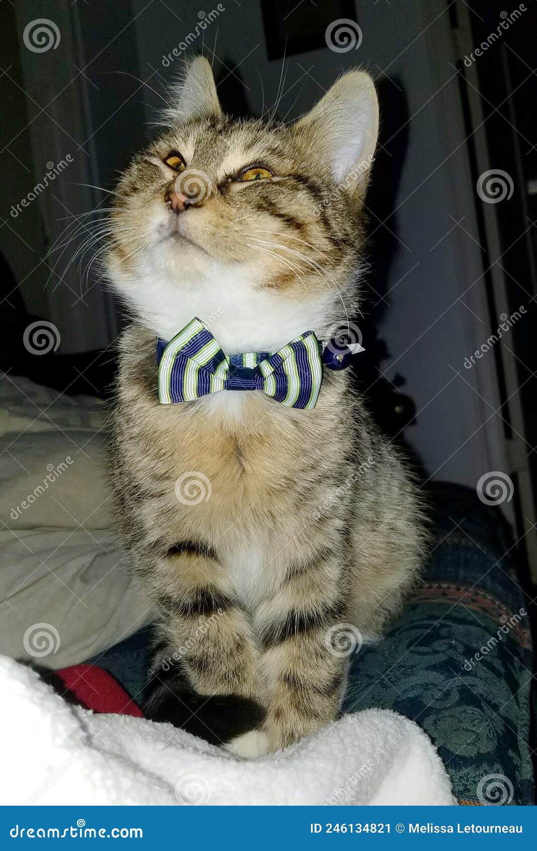 Chubby, Smiling Cookie With Gooey Chocolate Chips, Bouncing Playfully ...