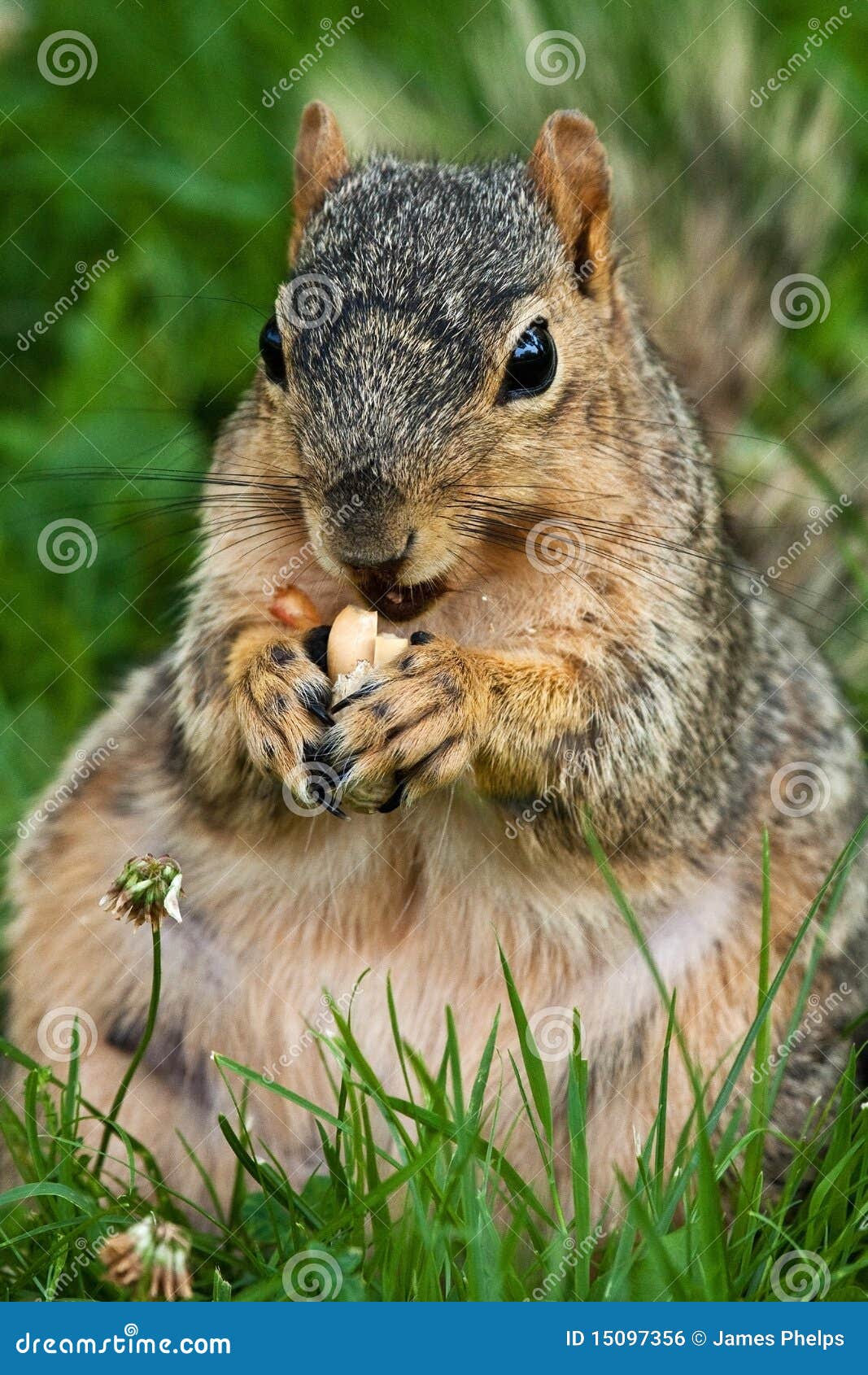 Chubby Squirrel Eating a Peanut Stock Photo - Image of squirrel, rodent ...