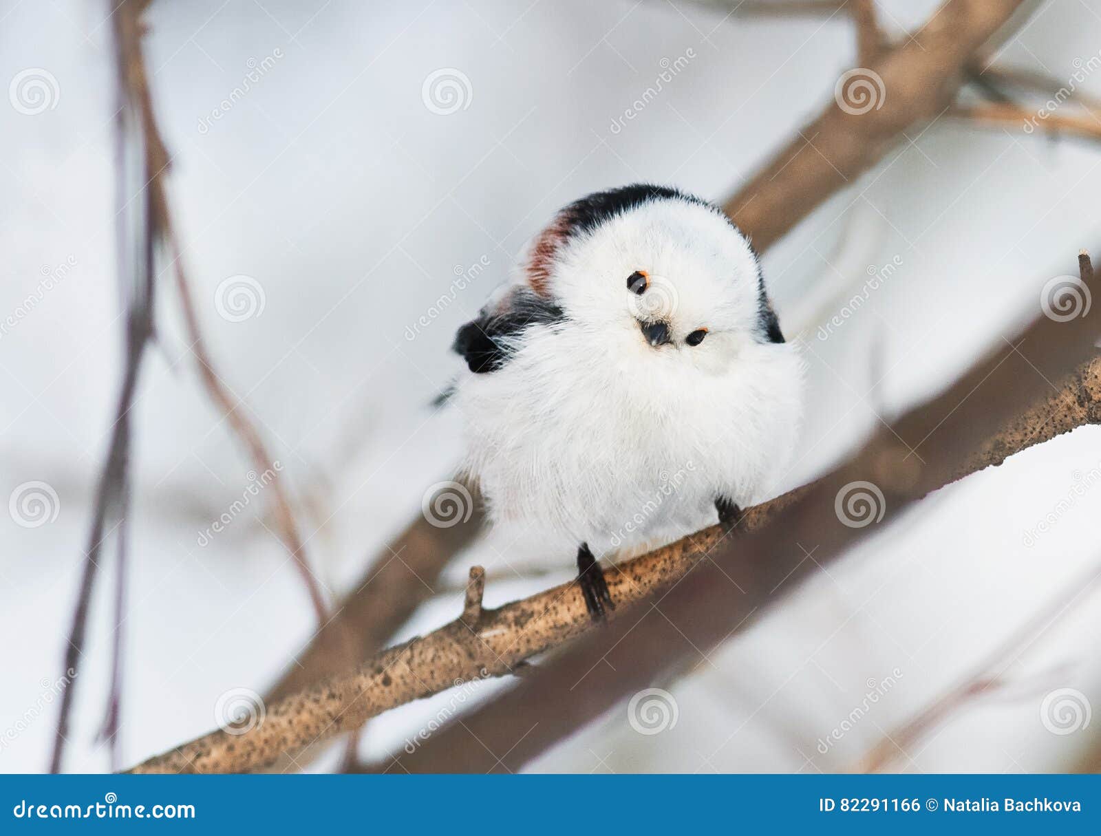 Chubby White Bird Titmouse Sitting in a Winter Forest Stock Photo ...