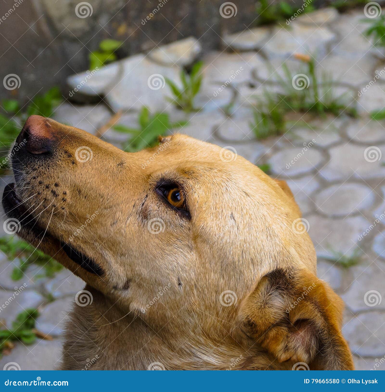 Chucho animal del perro foto de archivo. Imagen de amigo - 79665580