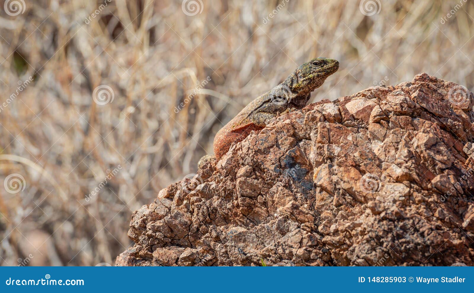 Chuckwalla Lizard stock image. Image of habitat, reptilia - 148285903