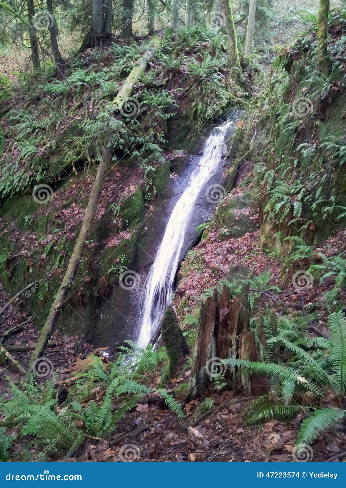 Chuckanut Falls stock photo. Image of waterfalls, ferns - 47223574