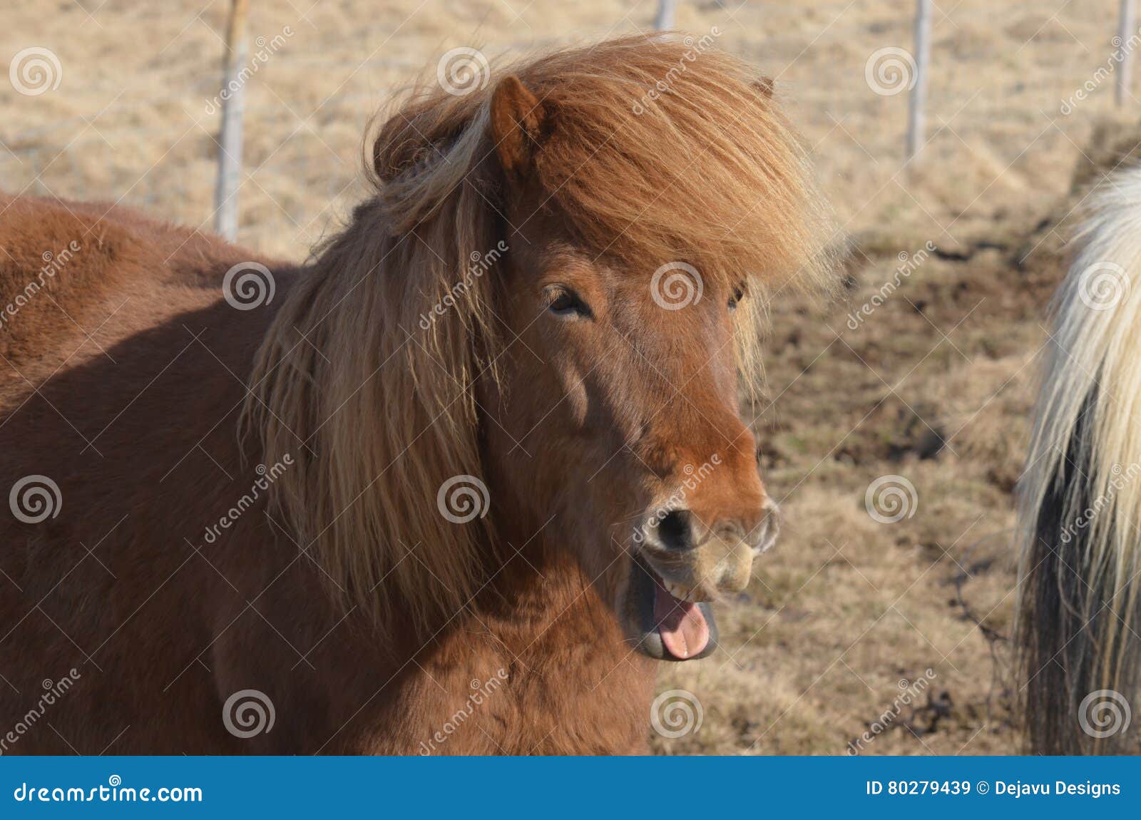 Chuckling Icelandic Chestnut Horse Stock Image - Image of beautiful ...