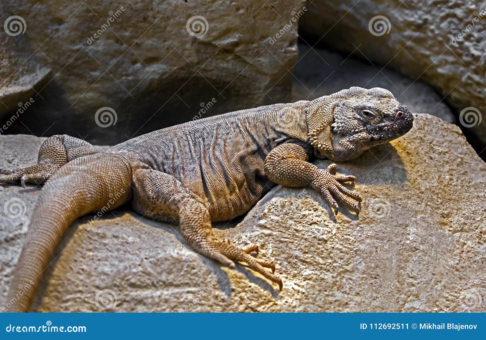 Chuckwalla stock afbeelding. Image of staart, staar - 112692511